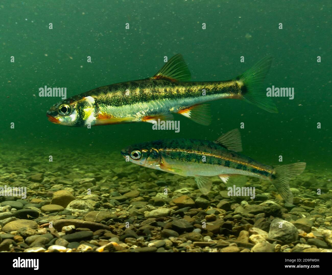 Minnow Phoxinus Phoxinus High Resolution Stock Photography and Images ...