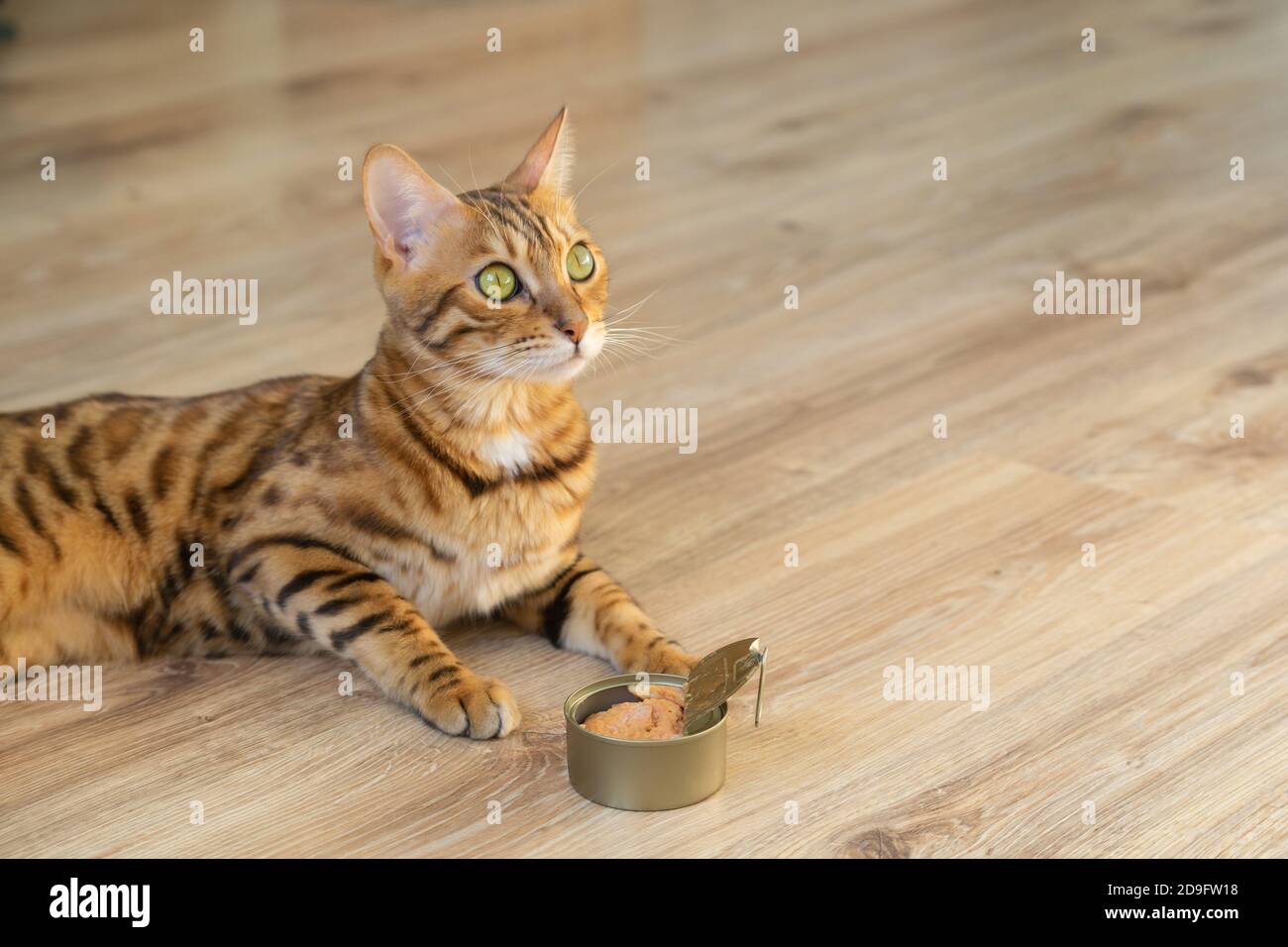 Tin cat food hi-res stock photography and images - Alamy