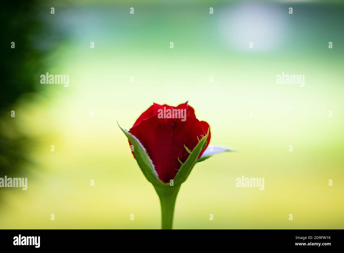 Red rose in focus Stock Photo - Alamy