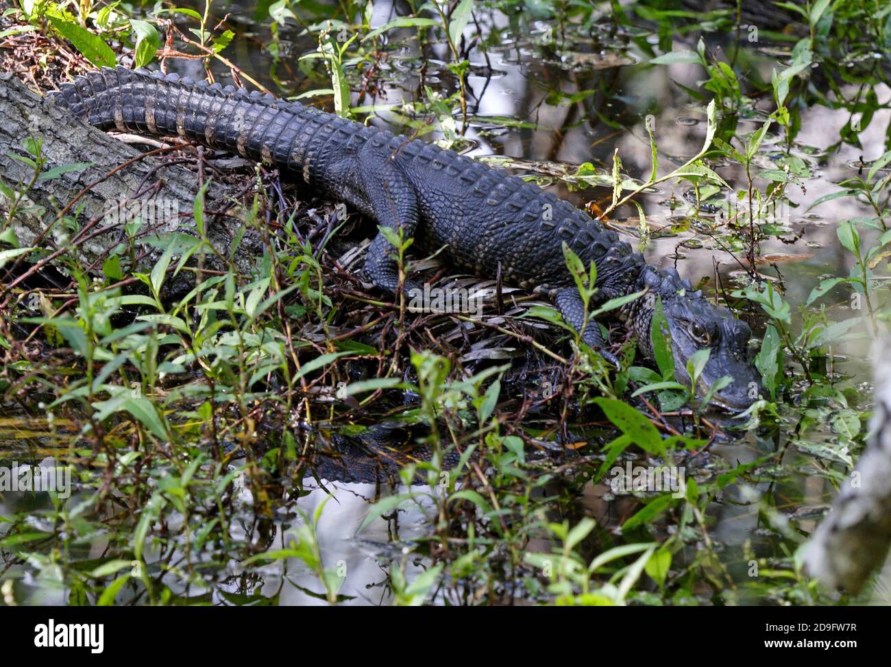 American Alligator (Alligator mississippiensis) juvenile at rest in ...