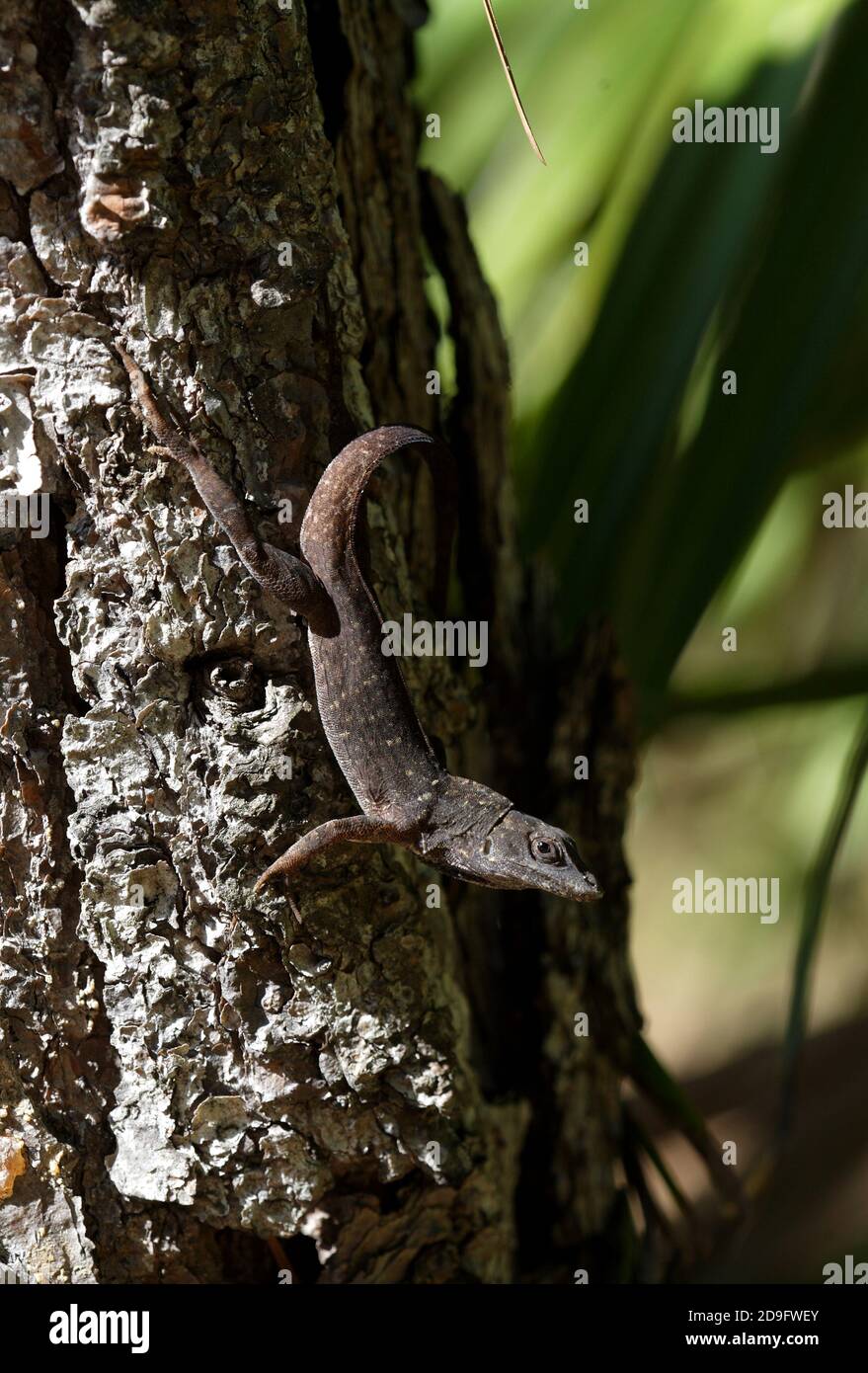 adult climbing down Stock Photo - Alamy