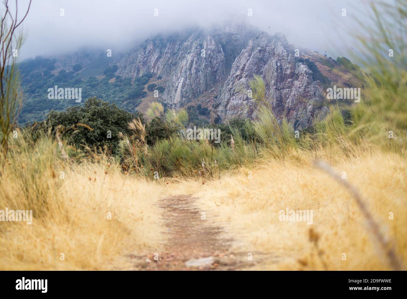 Woodland path painting hi-res stock photography and images - Alamy