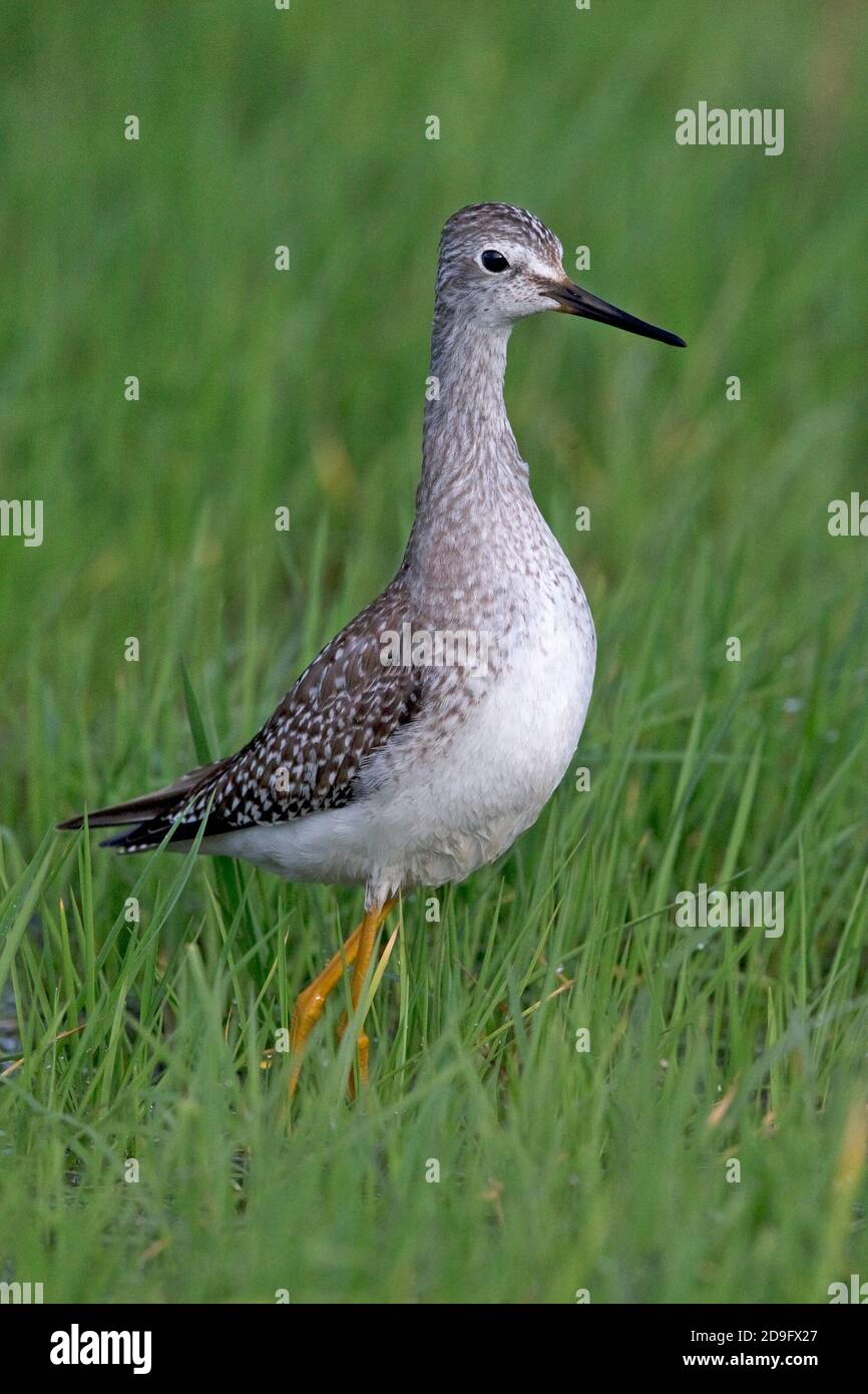 Lesser Yellowlegs (Tringa flavipes Stock Photo - Alamy