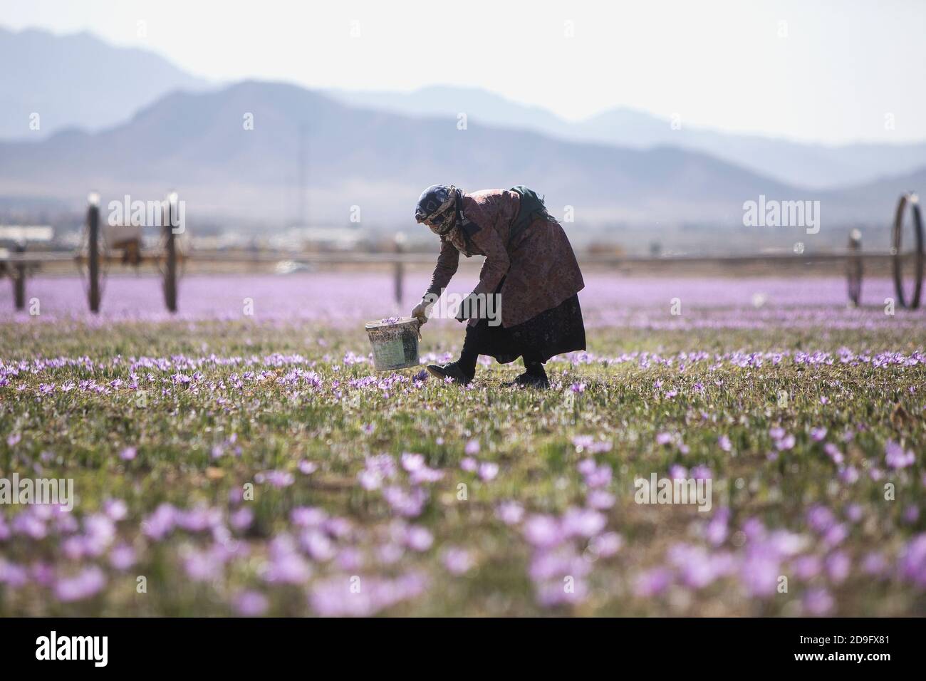 Tehran, Iran. 4th Nov, 2020. A villager collects saffron flowers in a ...