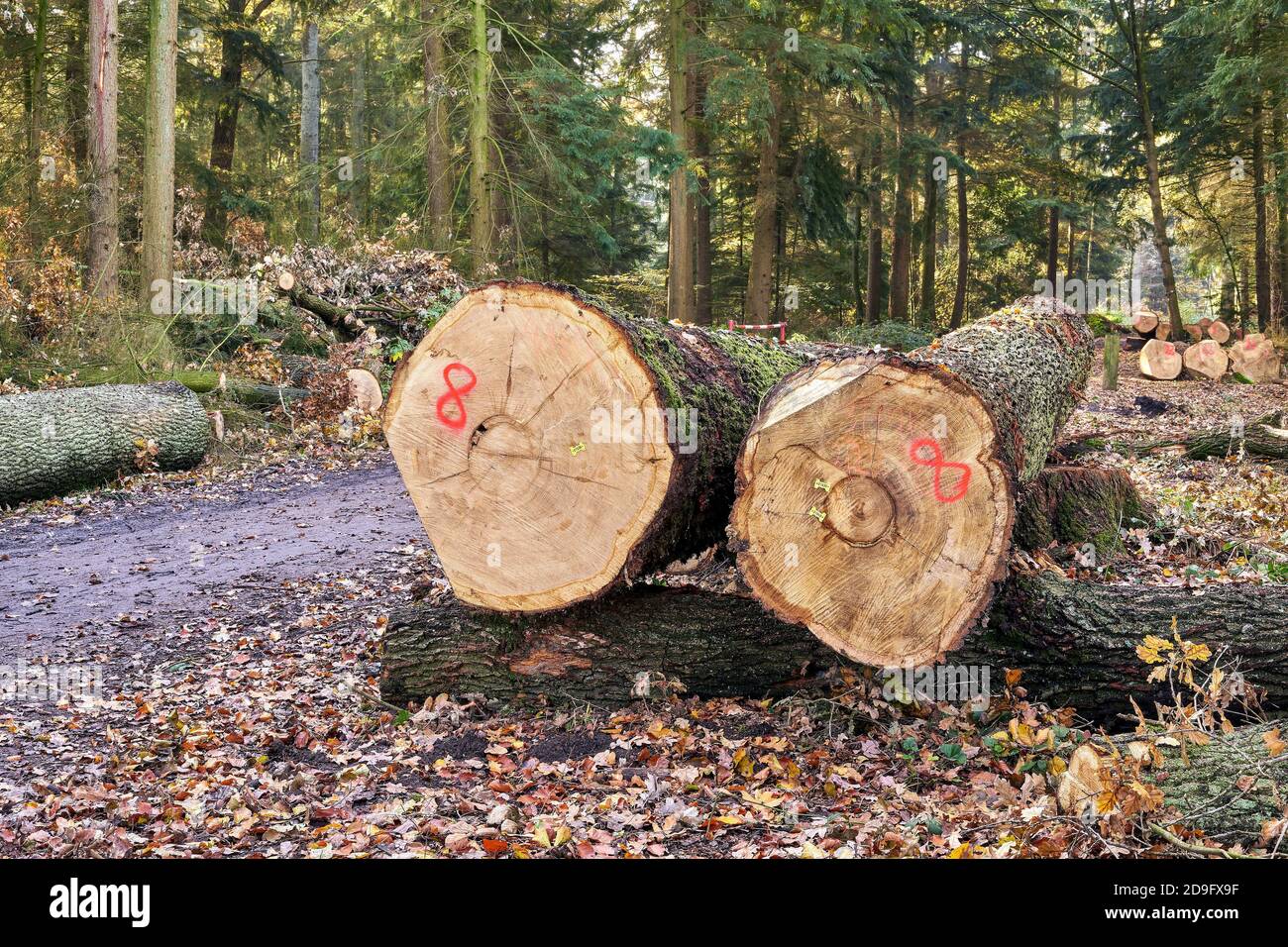 Felled oak hi-res stock photography and images - Alamy