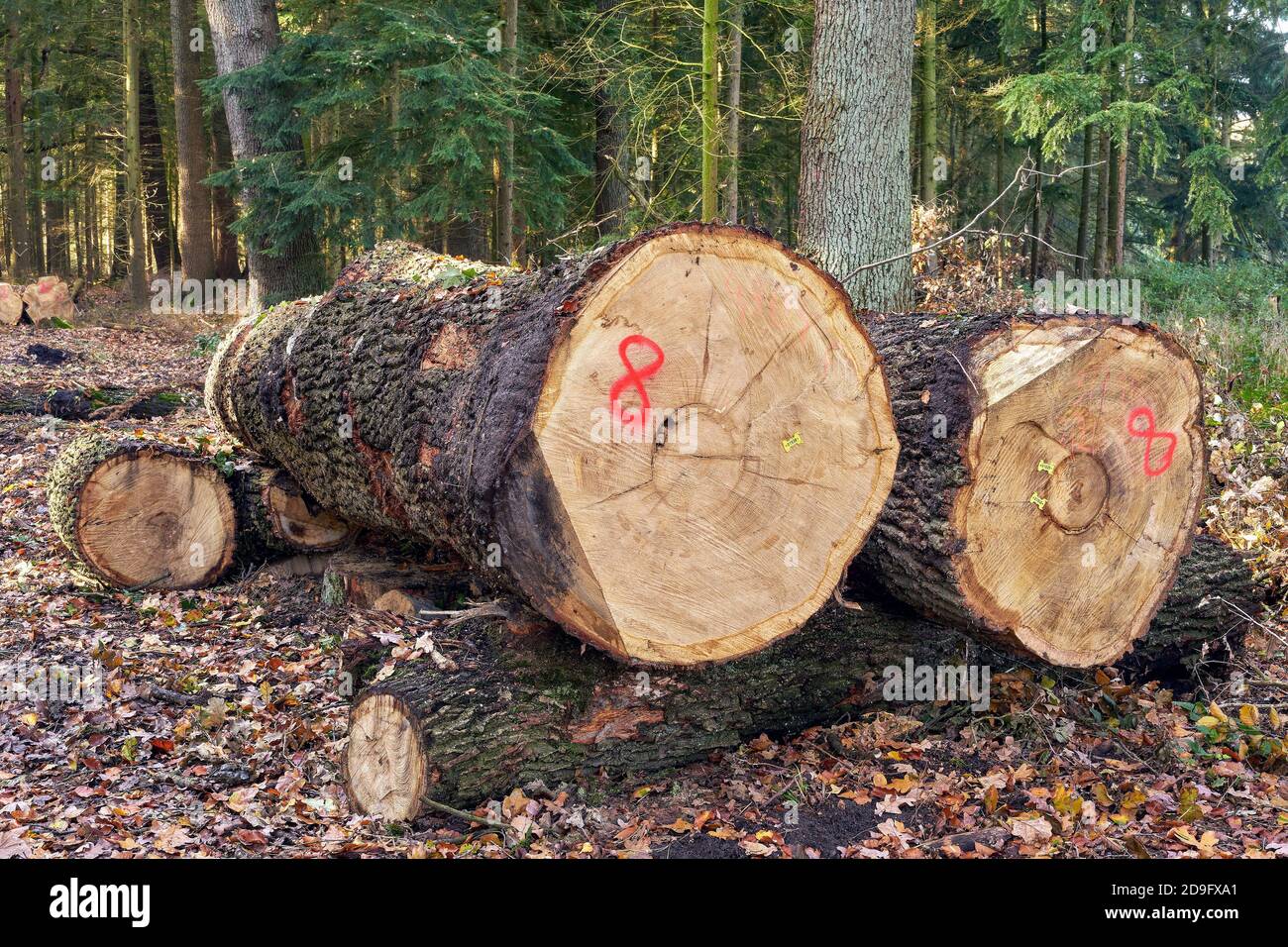 Felled oak hi-res stock photography and images - Alamy