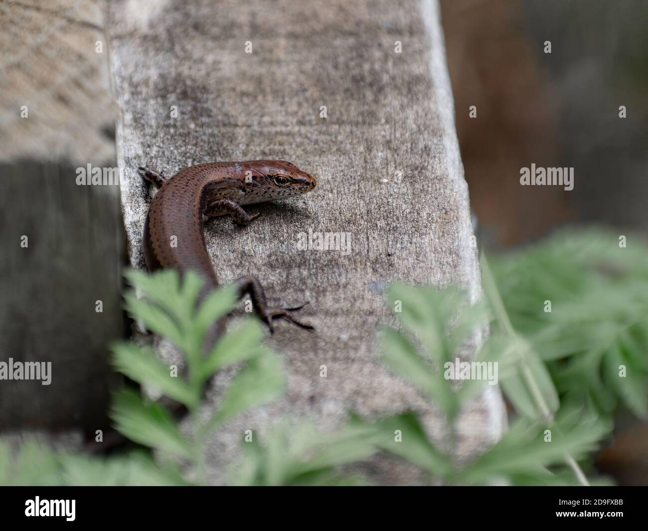 Copper skink lizard on wooden deck Stock Photo - Alamy