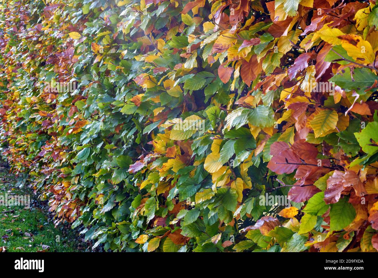 Hornbeam hedge in autumn - Carpinus betulus Stock Photo - Alamy