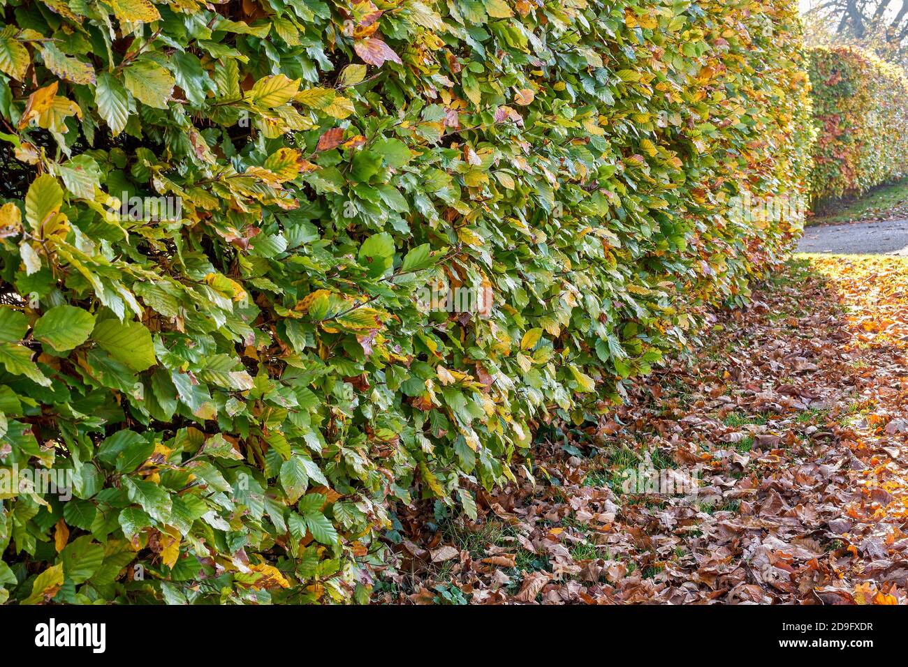 Hornbeam hedge in autumn - Carpinus betulus Stock Photo - Alamy