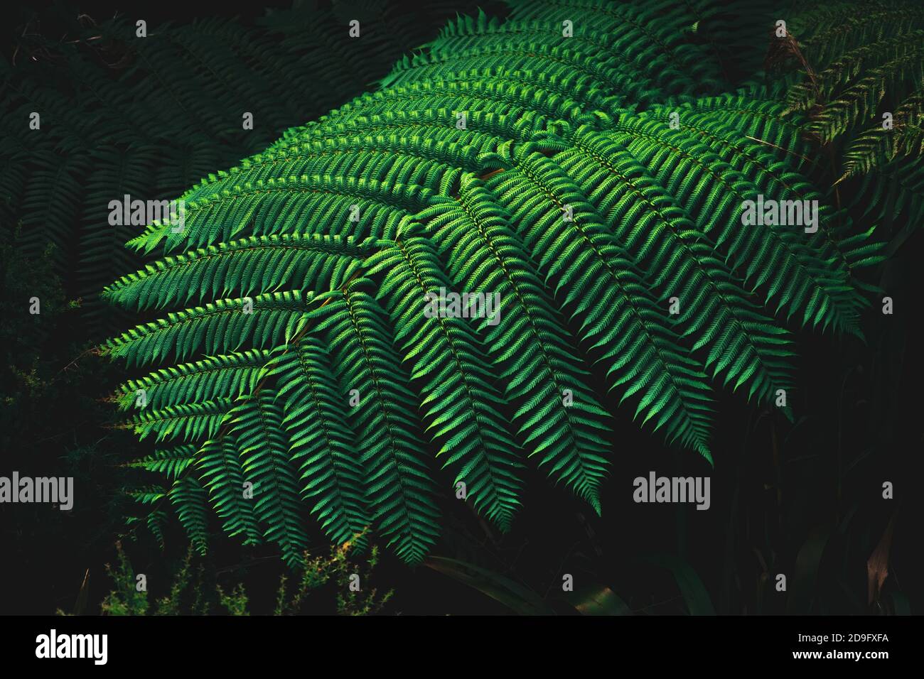 New zealand silver frond in forest hi-res stock photography and images ...