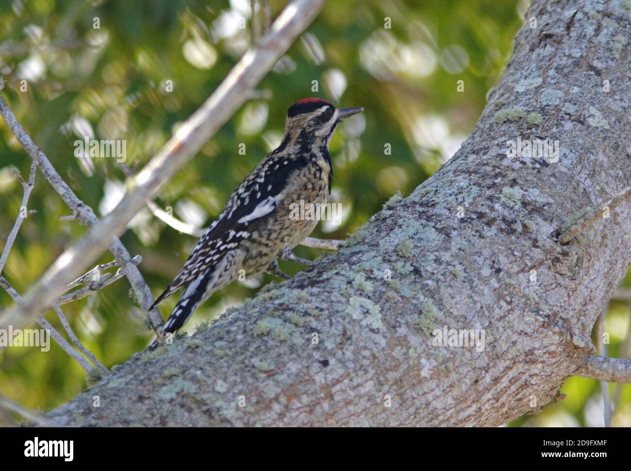 Yellow Bellied Sapsucker High Resolution Stock Photography and Images ...