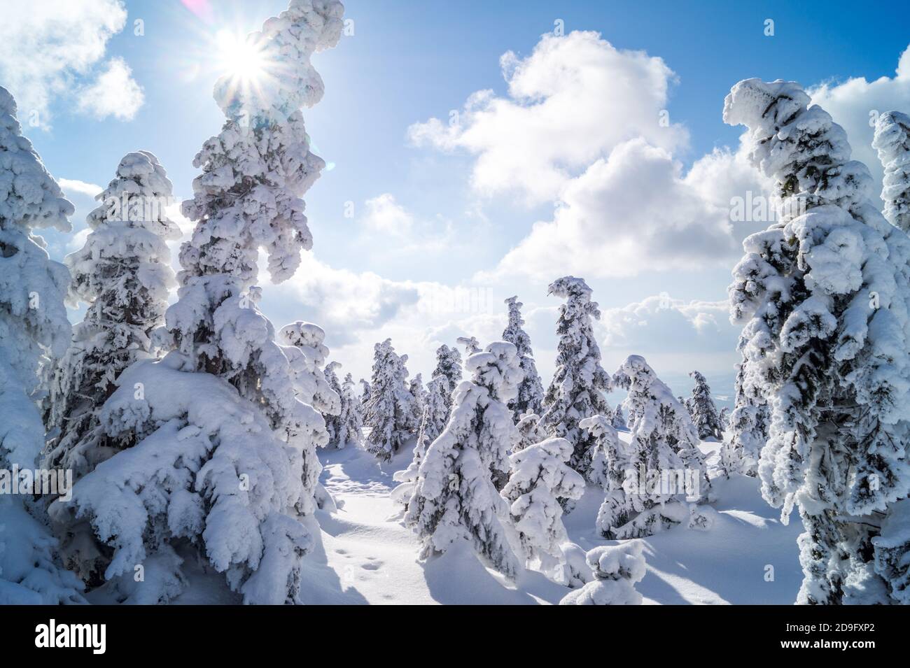 Sunny snowy landscape Stock Photo - Alamy