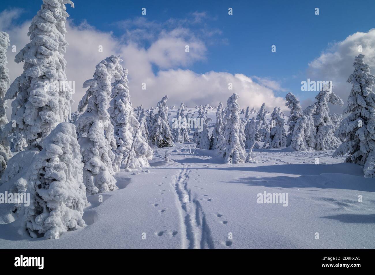 Footprints in deep snow Stock Photo - Alamy