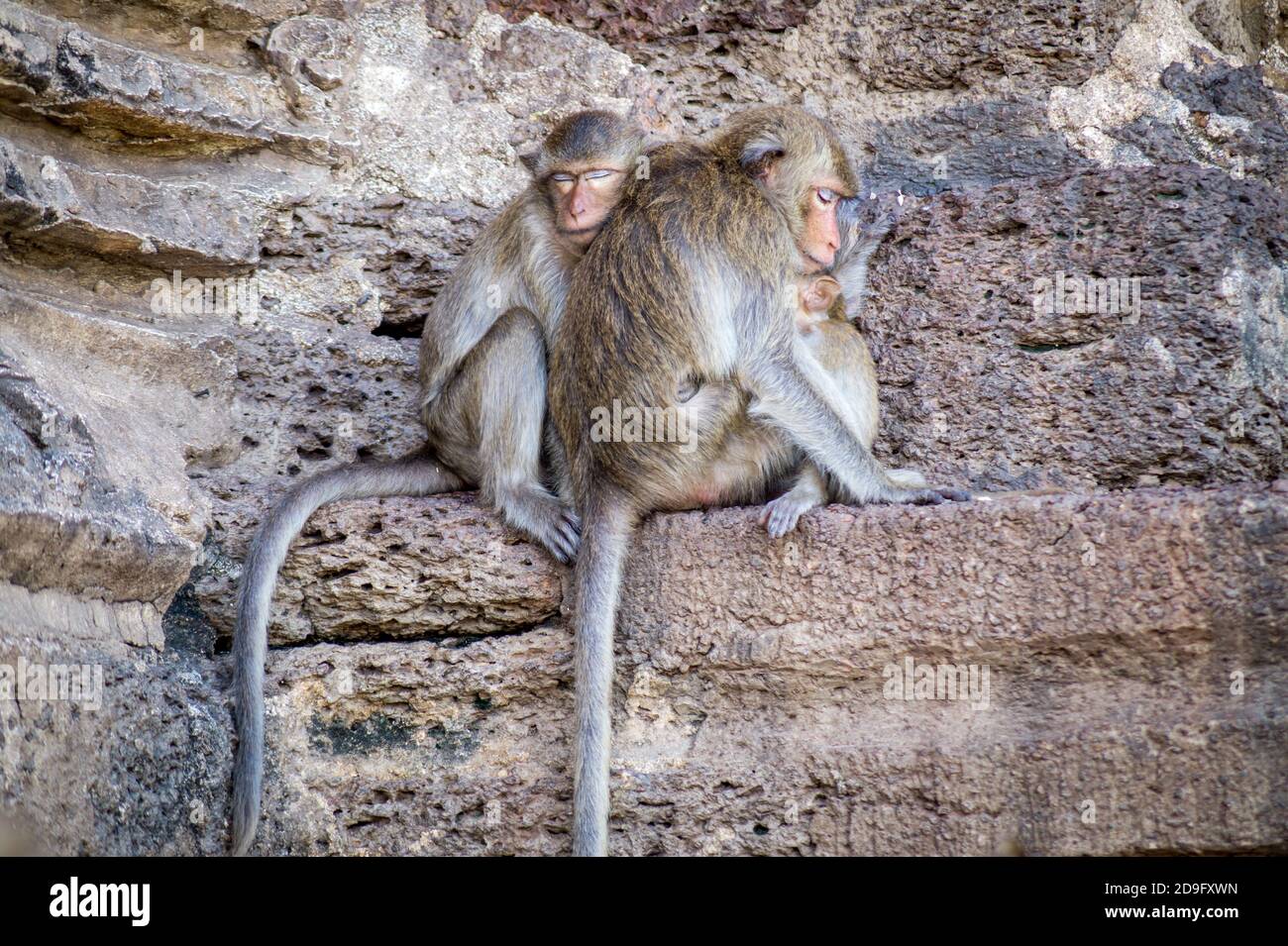 Catarrhine monkey hi-res stock photography and images - Alamy