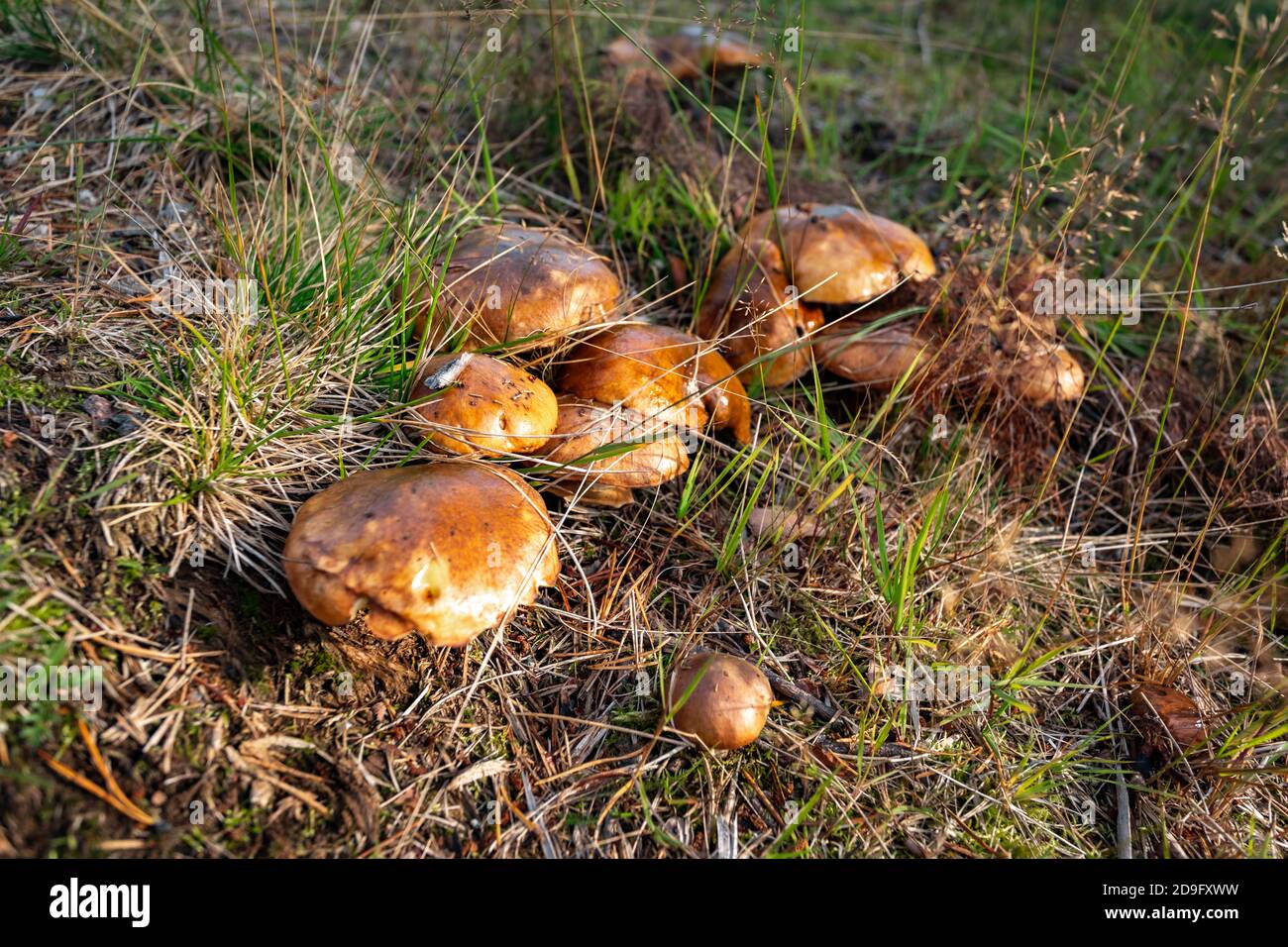 Suillus luteus or Slippery Jack Bolete mushroom in Sweden Stock Photo ...