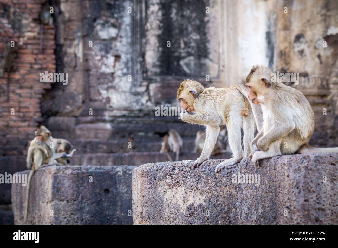 monkeys sitting on a temple wall Stock Photo - Alamy