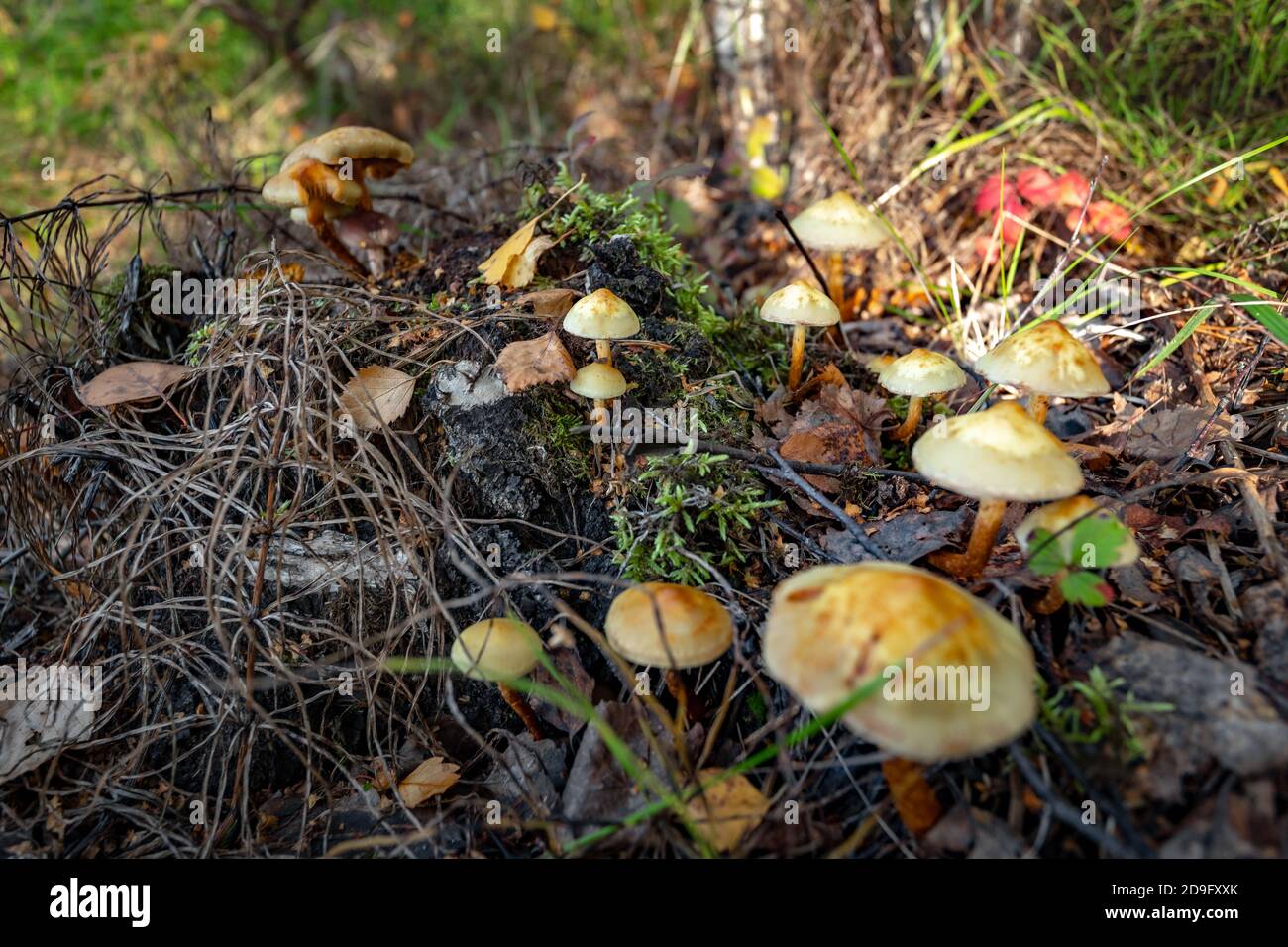 Cortinarius collinitus hi-res stock photography and images - Alamy