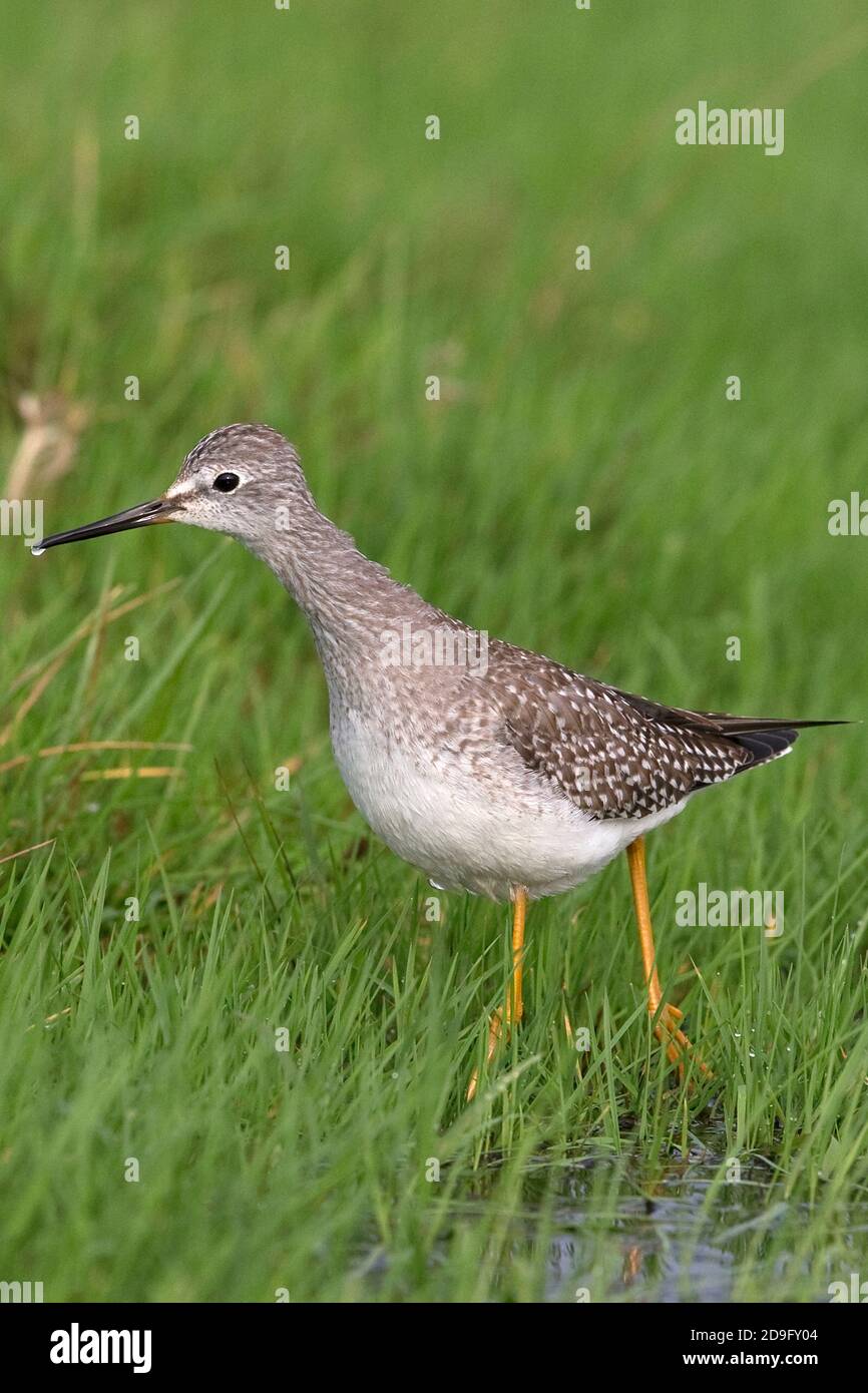 Lesser Yellowlegs (Tringa flavipes Stock Photo - Alamy
