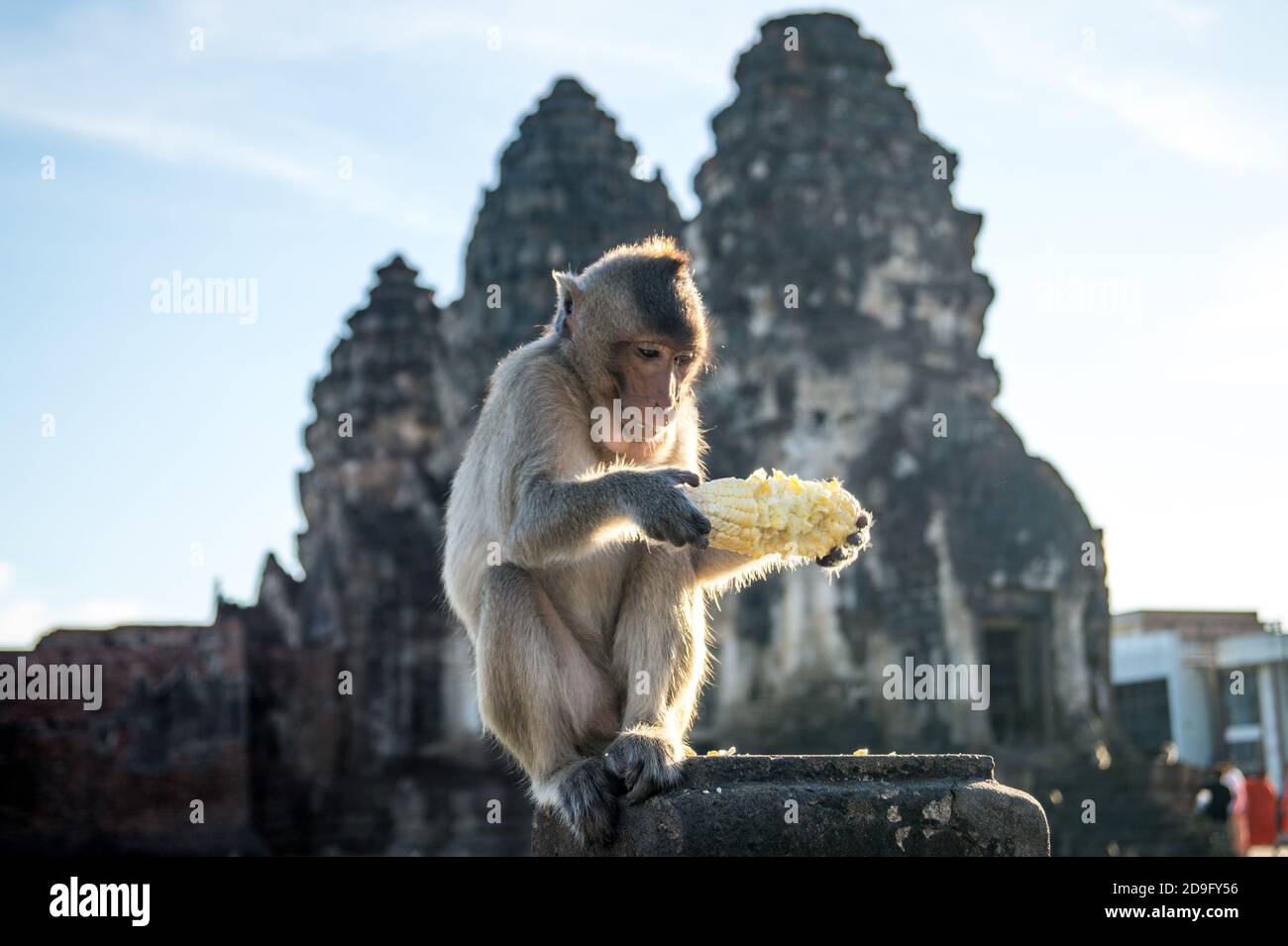 monkey eating corn in front of temple Stock Photo - Alamy