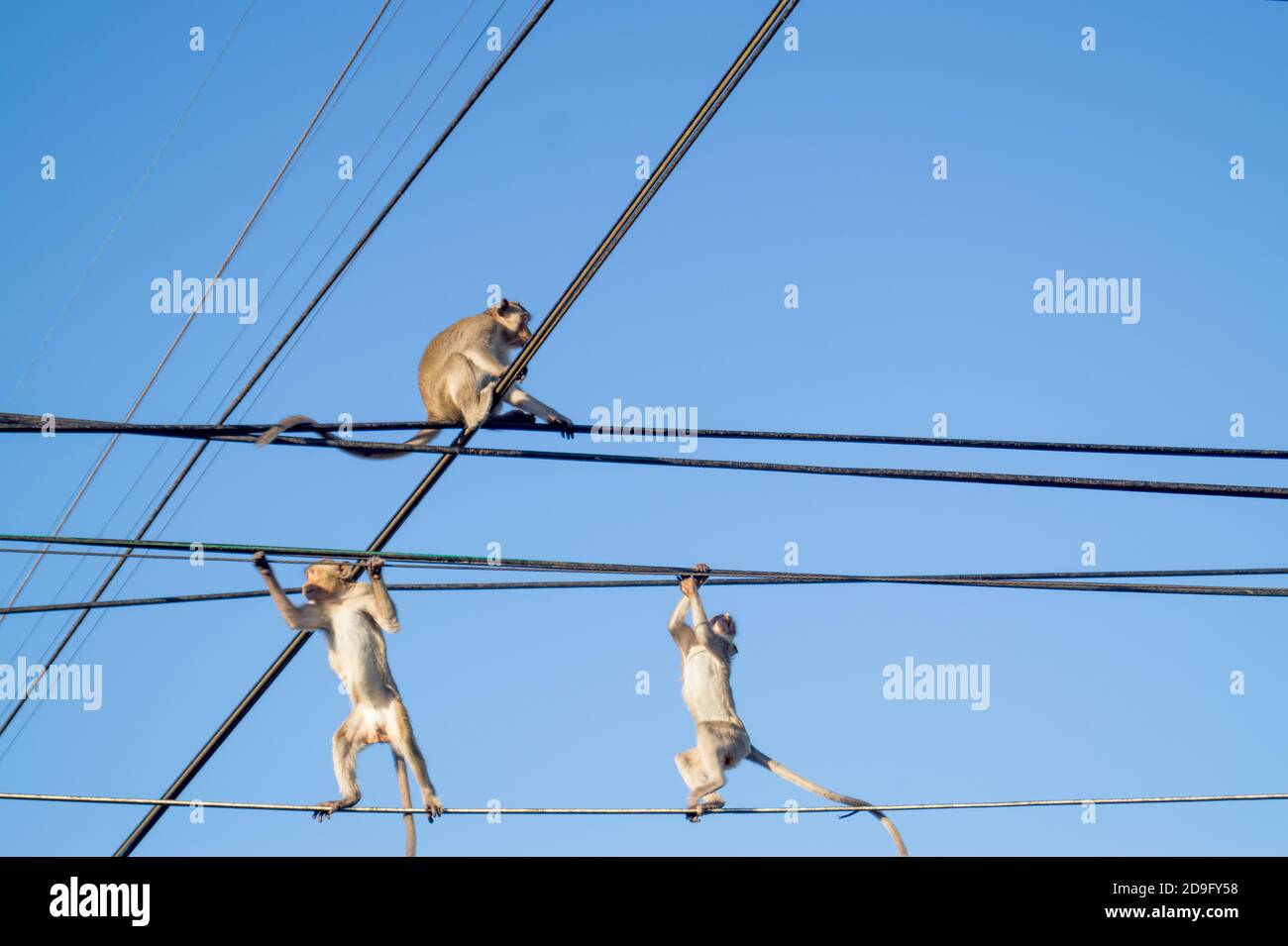 monkeys playing on electric wires Stock Photo - Alamy