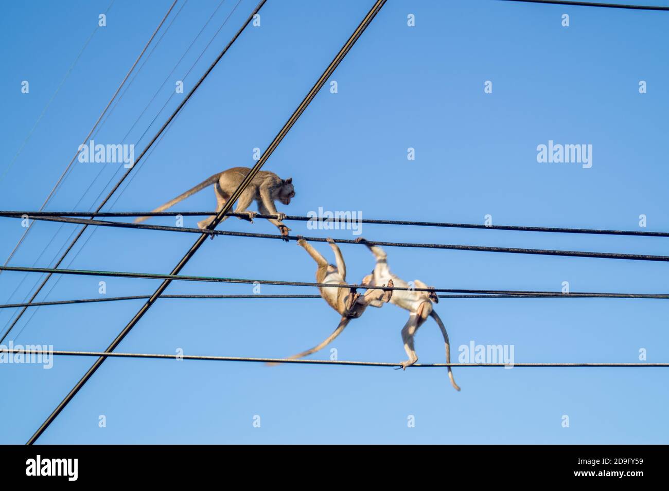 monkeys playing on electric wires Stock Photo - Alamy