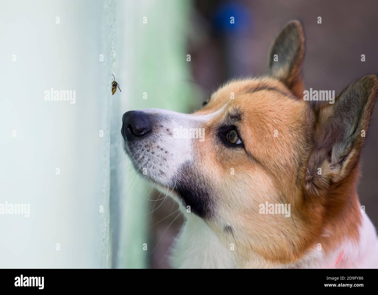 funny Corgi puppy tries to catch a dangerous striped insect wasp with ...