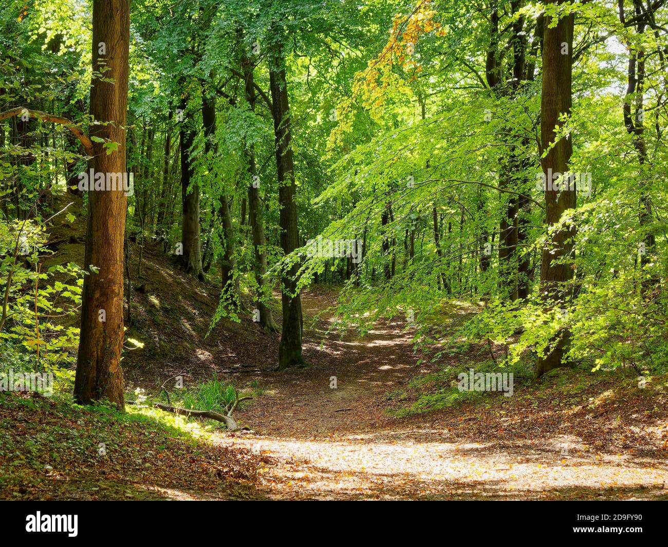 Buckholt hi-res stock photography and images - Alamy