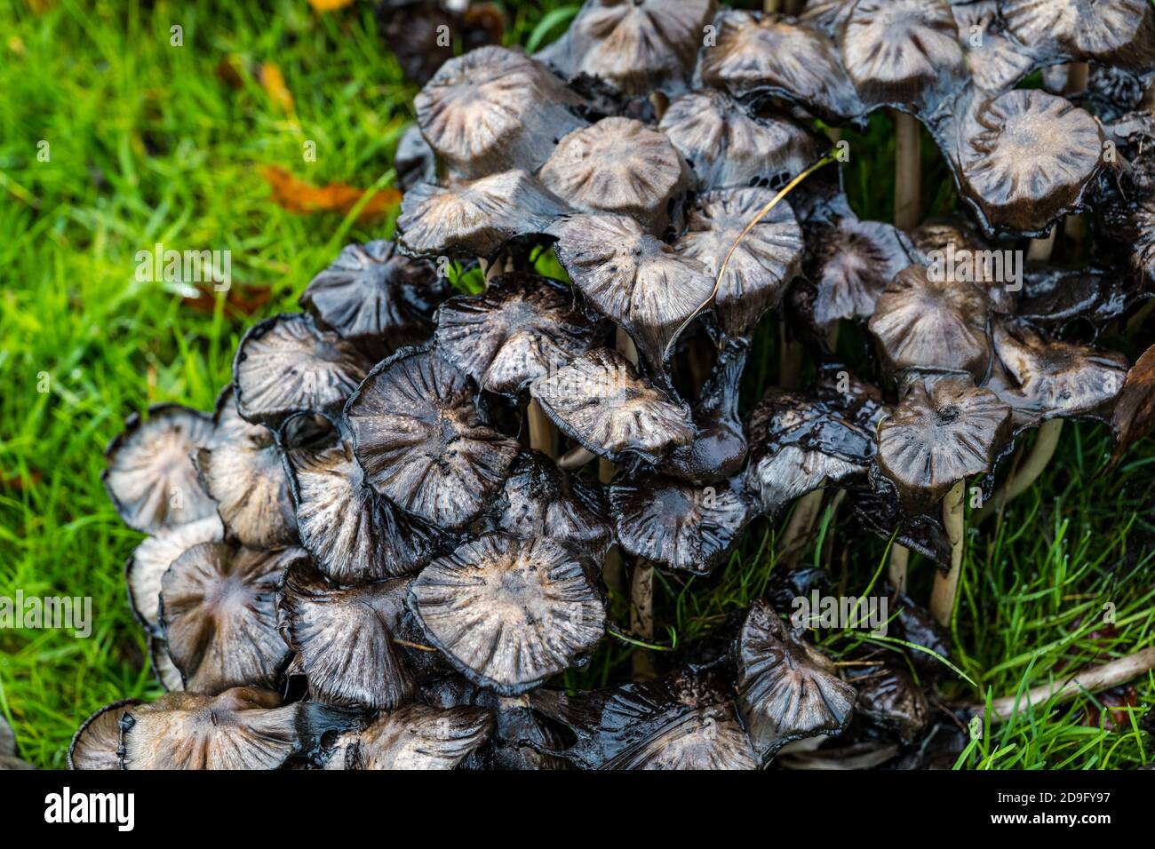 Slimy wet decaying fungi, shaggy ink cap or lawyer's wig (Coprinus ...