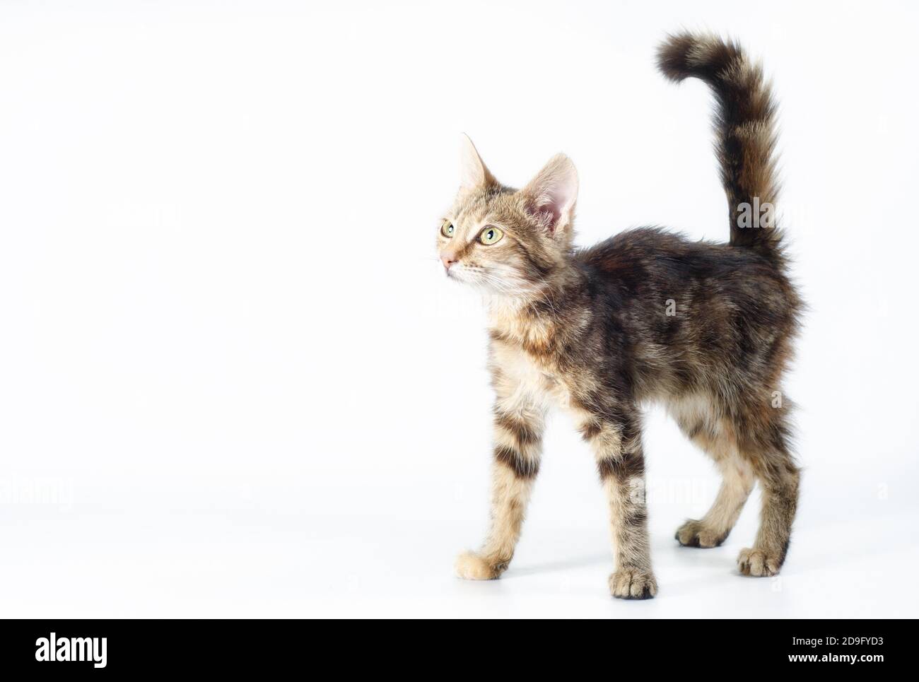 small tabby striped kitten stands and looks straight with its tail ...