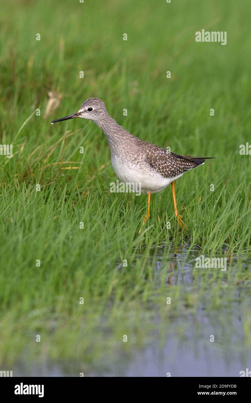 Lesser Yellowlegs (Tringa flavipes Stock Photo - Alamy