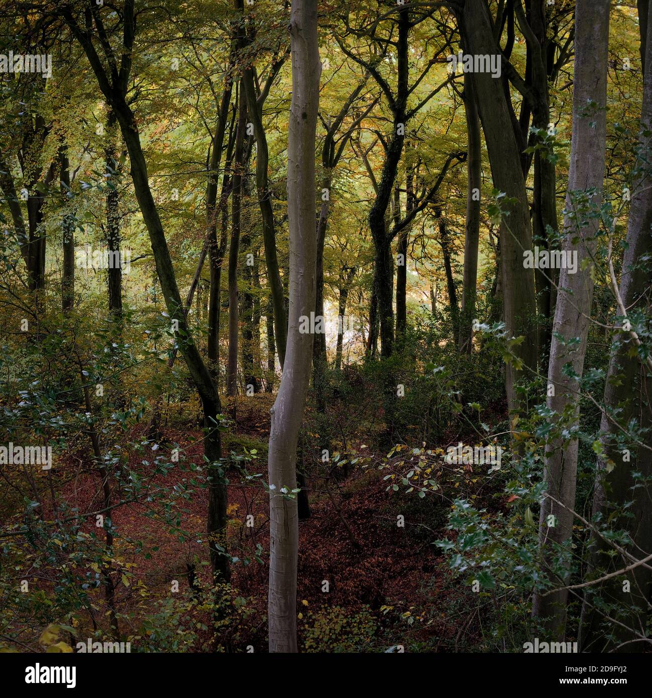 Buckholt hi-res stock photography and images - Alamy