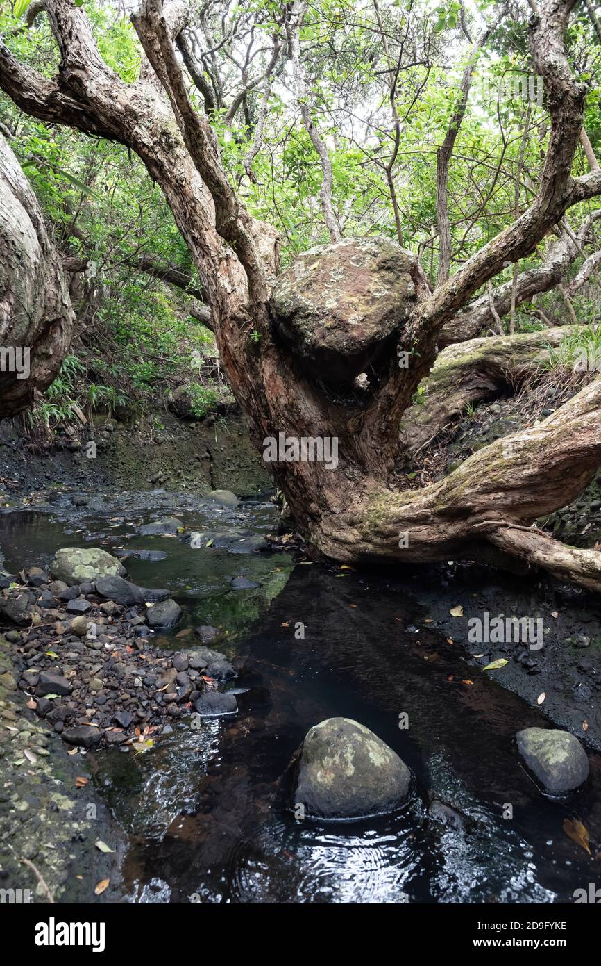 Stuck on tree hi-res stock photography and images - Alamy