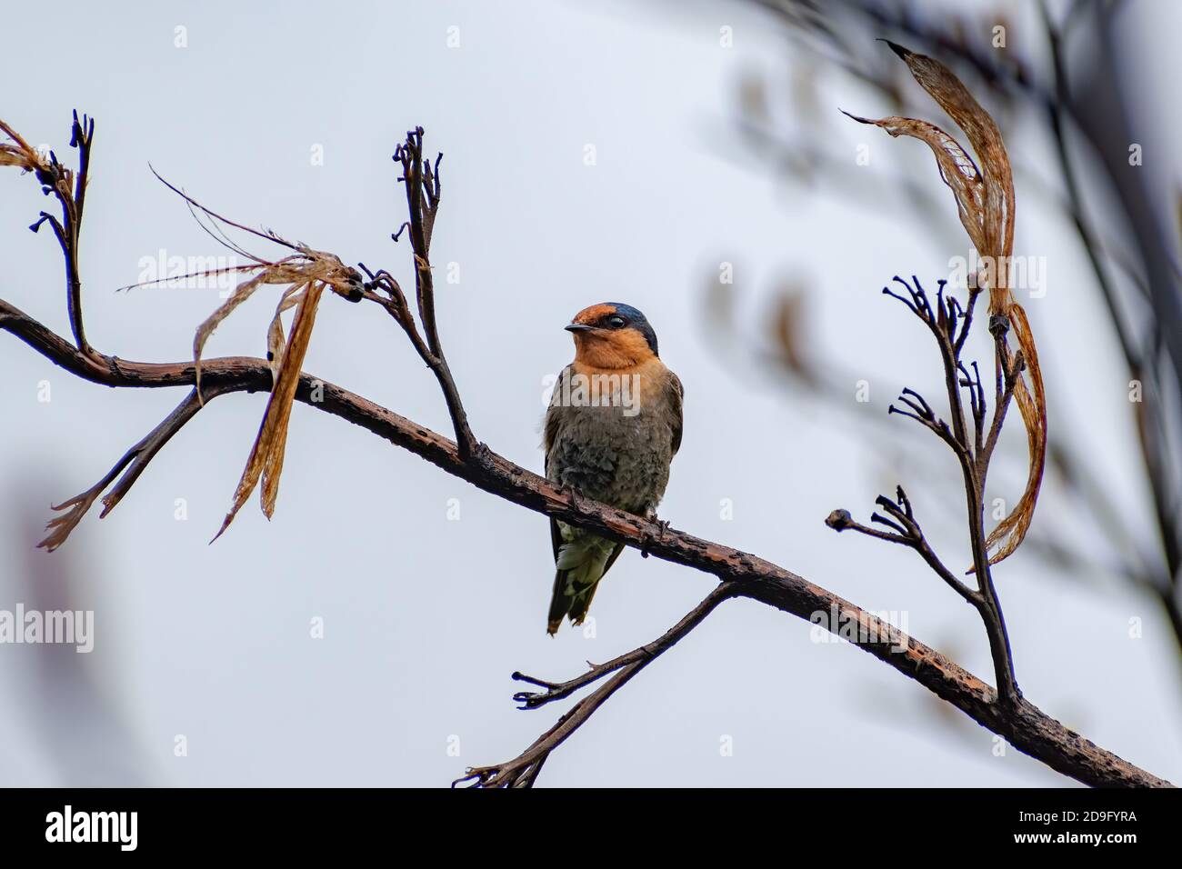 Welcome swallow bird Stock Photo - Alamy