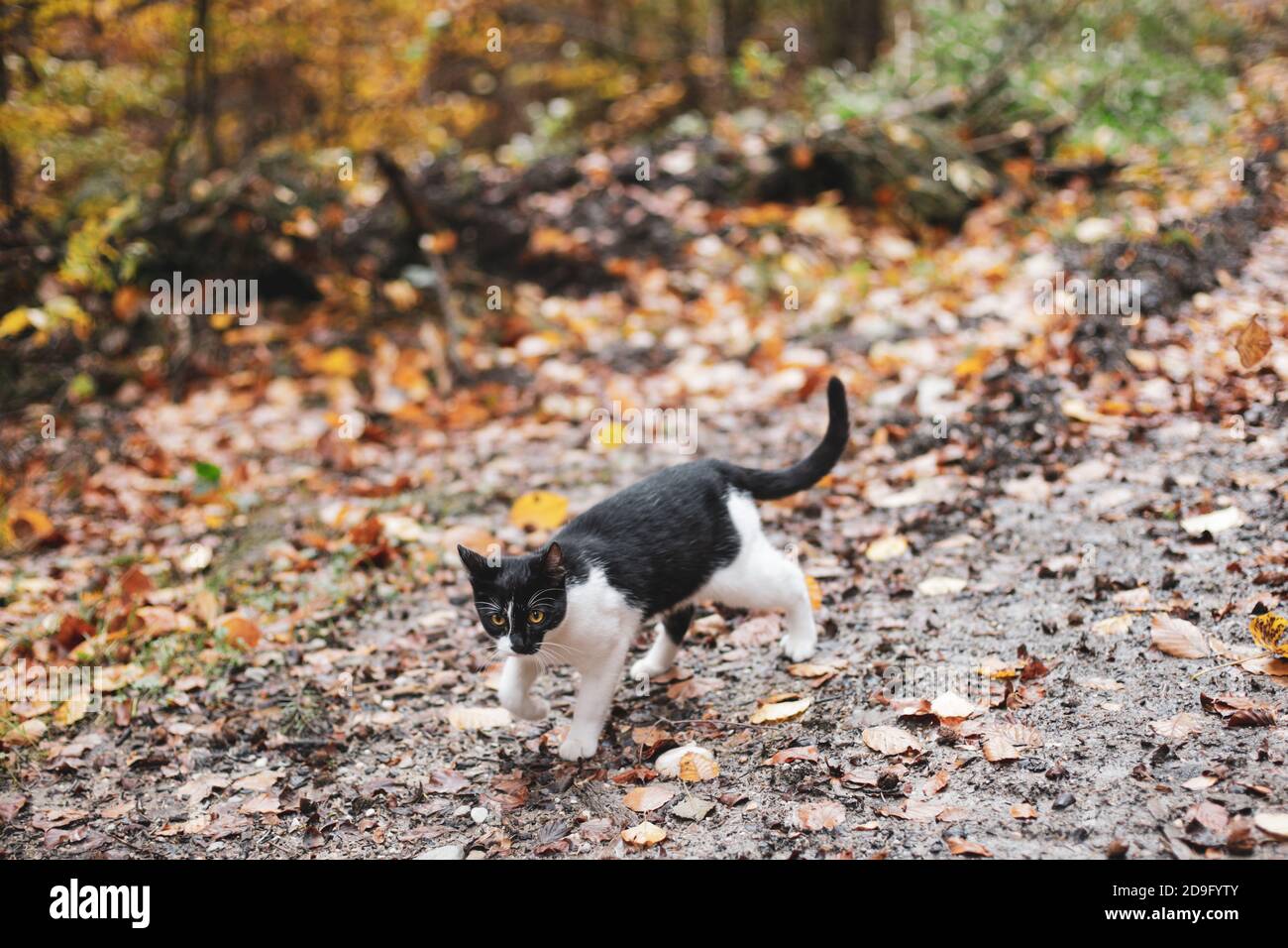 Cute black and white stray cat on a forest trail during a rainy cold ...