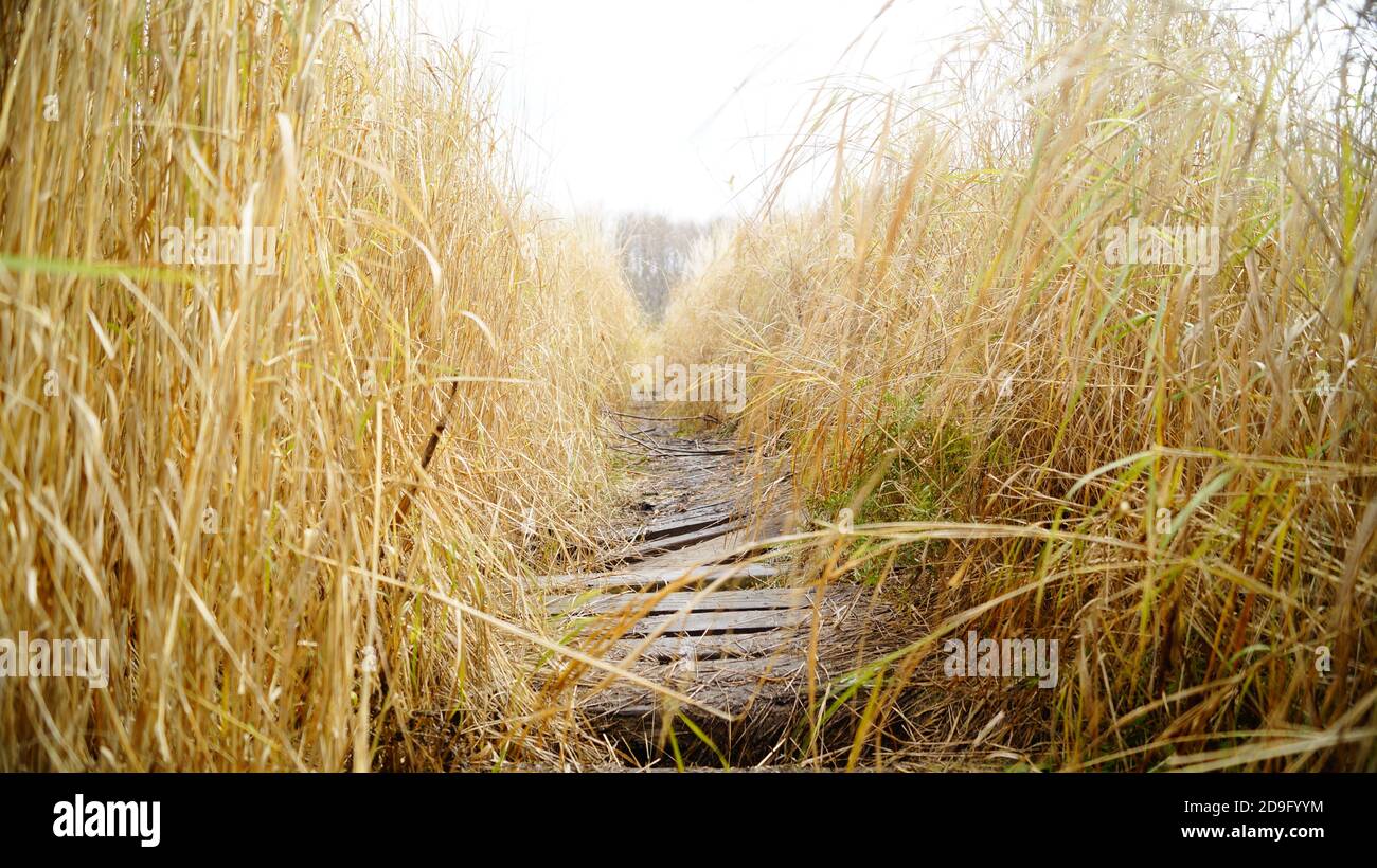 Old path in a field Stock Photo - Alamy
