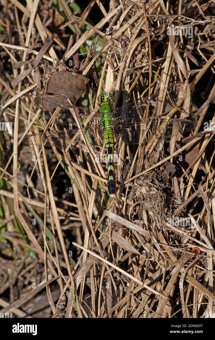 Eastern Pondhawk dragonfly (Erythemis simpliciollis) adult at rest on ...