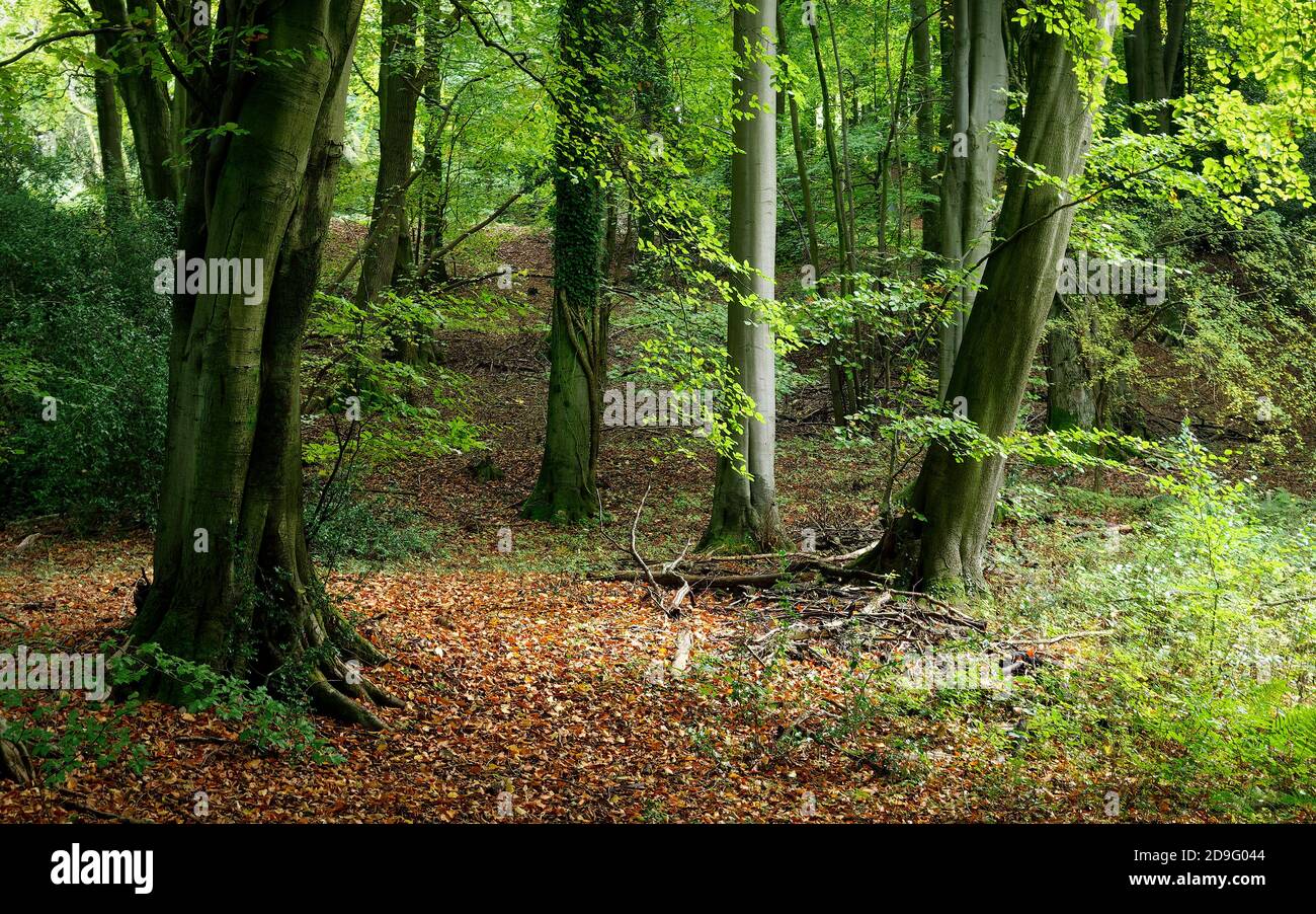 Buckholt hi-res stock photography and images - Alamy