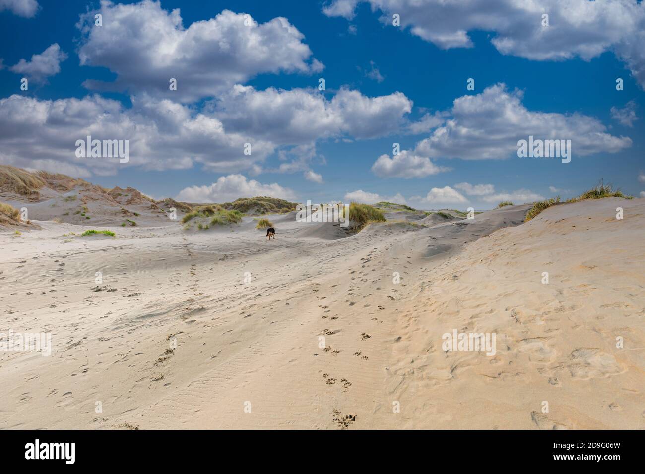 Dune landscape with a gentle slope of drifting sand rising to the top ...