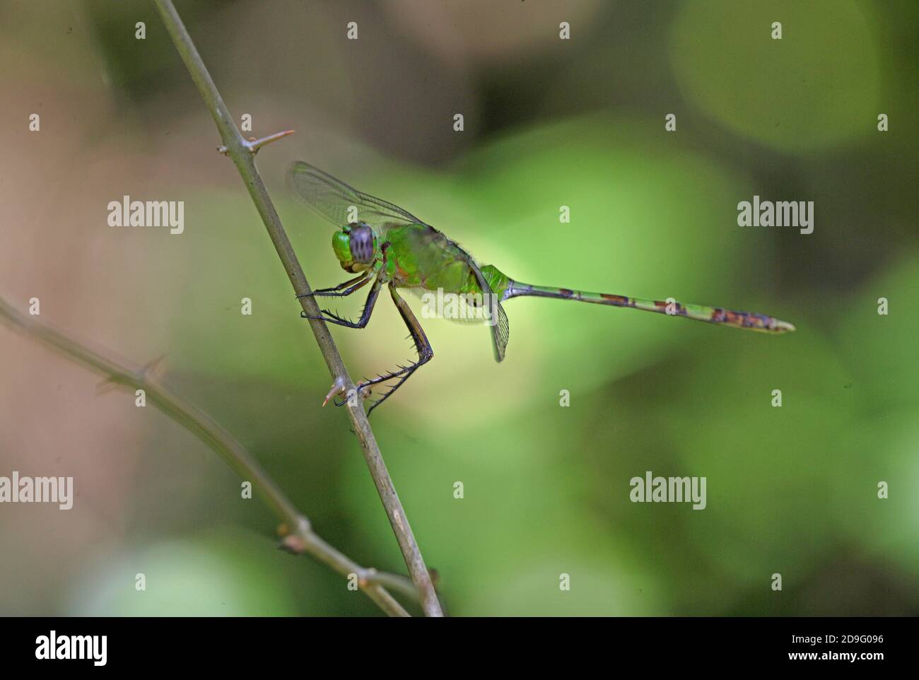 Great Pondhawk dragonfly (Erythemis versiculosa) adult resting on stem ...
