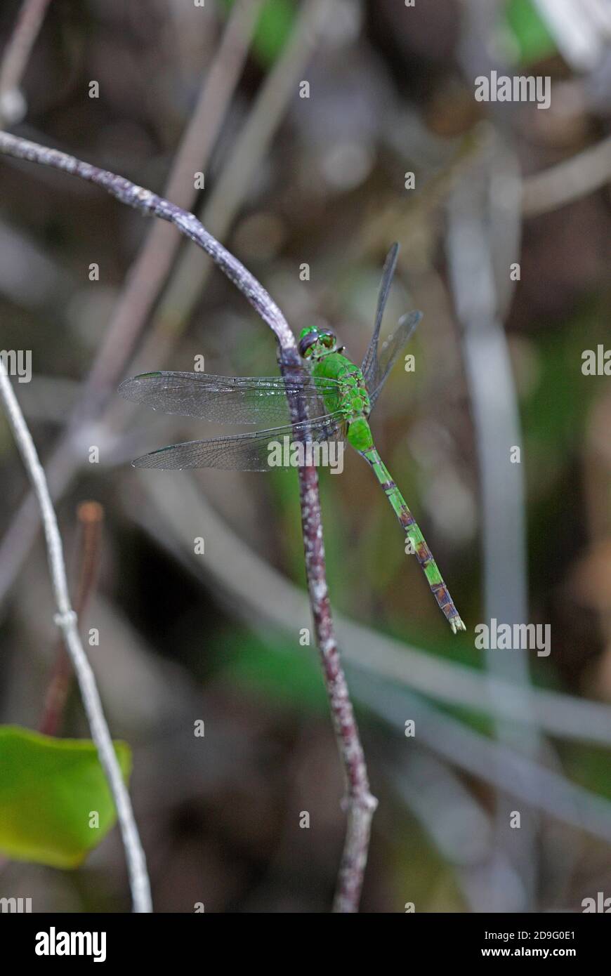 Great Pondhawk dragonfly (Erythemis versiculosa) adult resting on stem ...