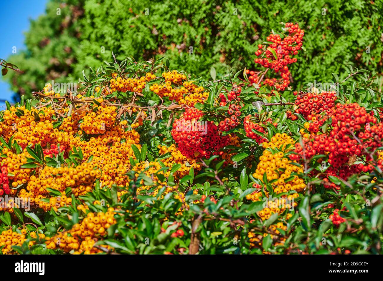 Rowan Leaf High Resolution Stock Photography and Images - Alamy