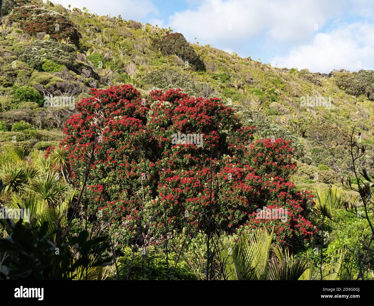 AUCKLAND, NEW ZEALAND - Dec 22, 2019: View of blooming pohutukawa tree ...