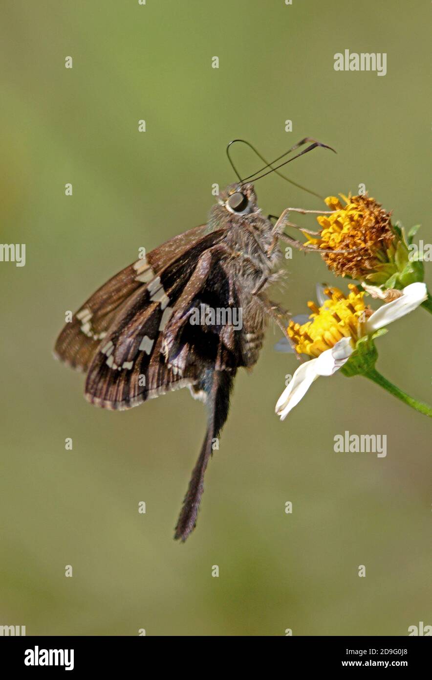 Long-tailed Skipper butterfly (Urbanus proteus) adult feeding at flower ...