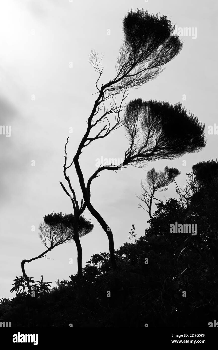 AUCKLAND, NEW ZEALAND - Nov 20, 2019: View of manuka tree in forest ...