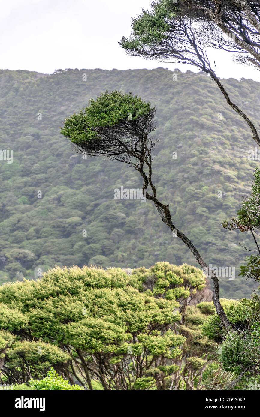 AUCKLAND, NEW ZEALAND - Nov 20, 2019: View of manuka tree in forest ...