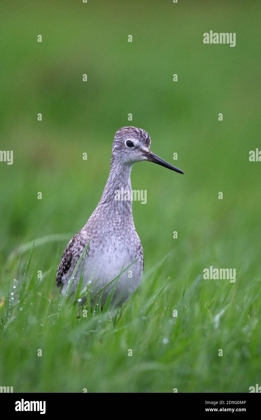 Lesser Yellowlegs (Tringa flavipes Stock Photo - Alamy