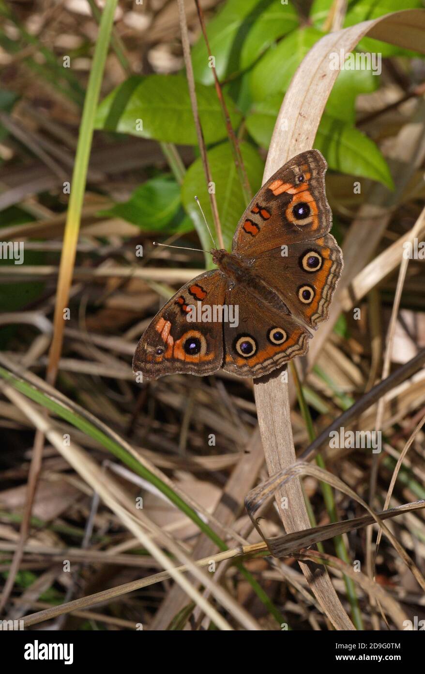 Tropical Buckeye butterfly (Precis lavinia zonalis) adult at rest with ...