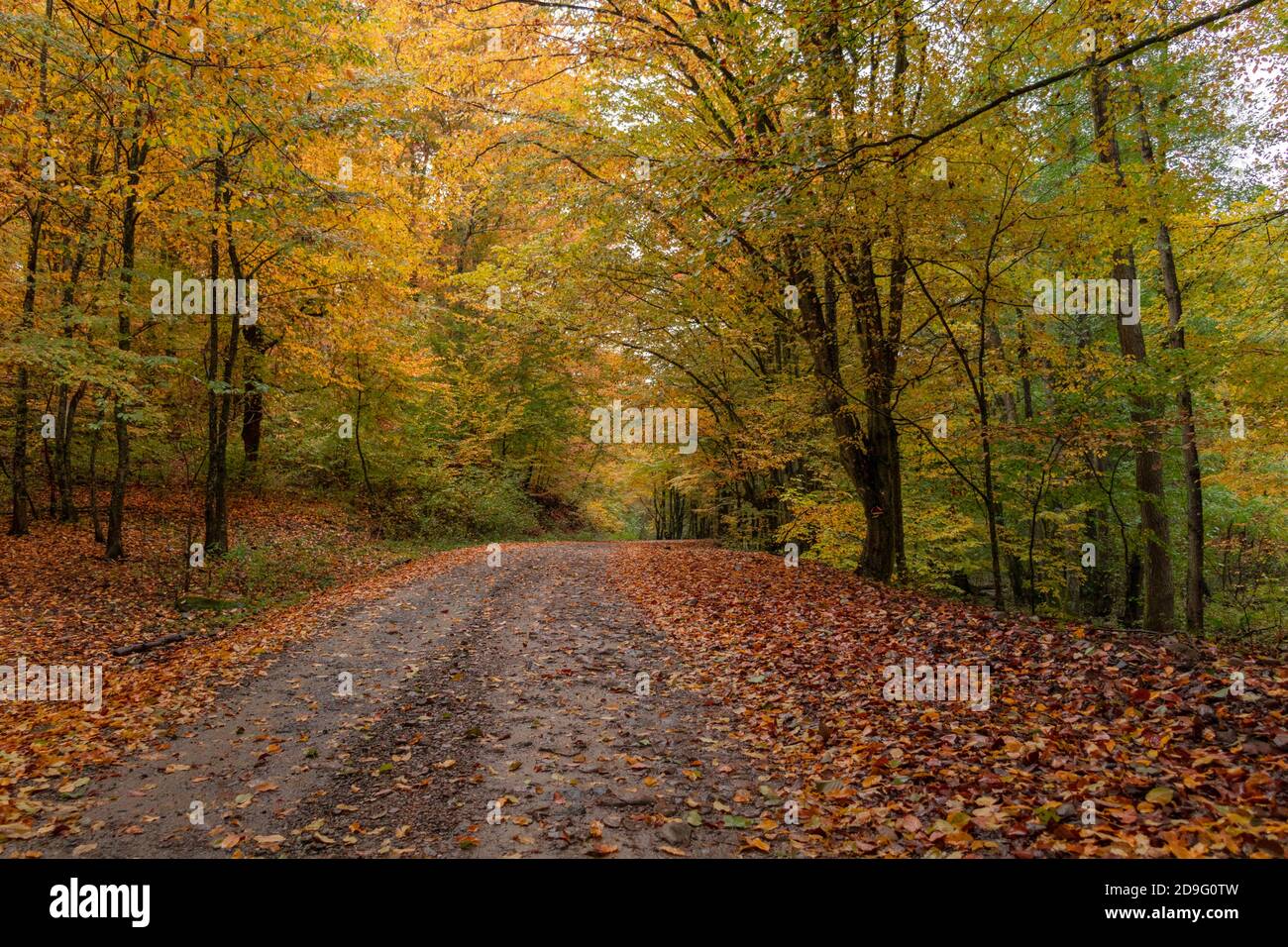 Dirt road going through the forest in fall season Stock Photo - Alamy