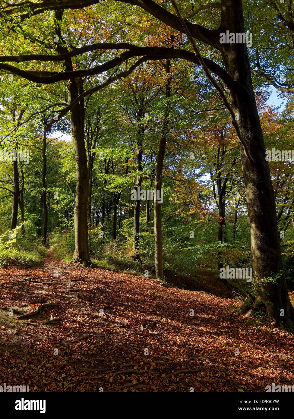 Buckholt hi-res stock photography and images - Alamy