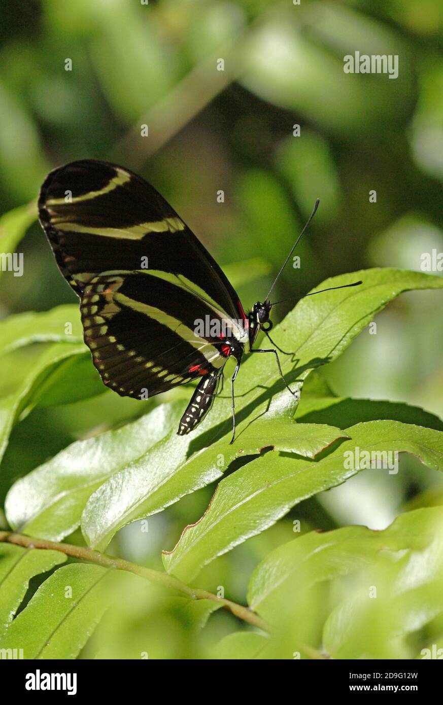 The Zebra Butterfly (Heliconius charitonius) adult resting on leaf with ...